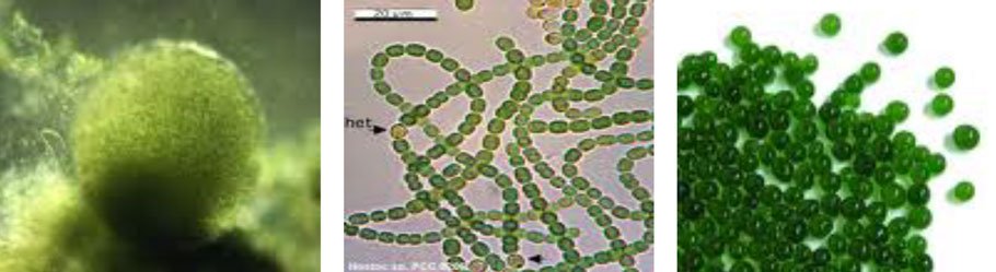 Algae Basics - algaeplanet.com