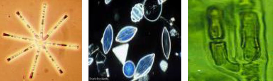 Algae Basics - algaeplanet.com