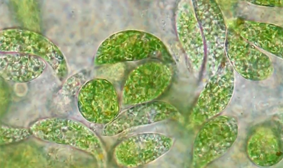 Algiecel to Build Mobile Container-based Photobioreactors - algaeplanet.com