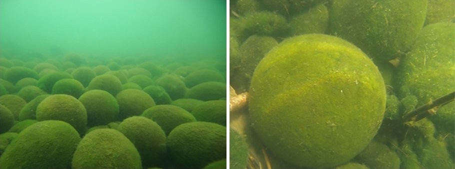 Researchers Discover Age Rings on Marimo - algaeplanet.com