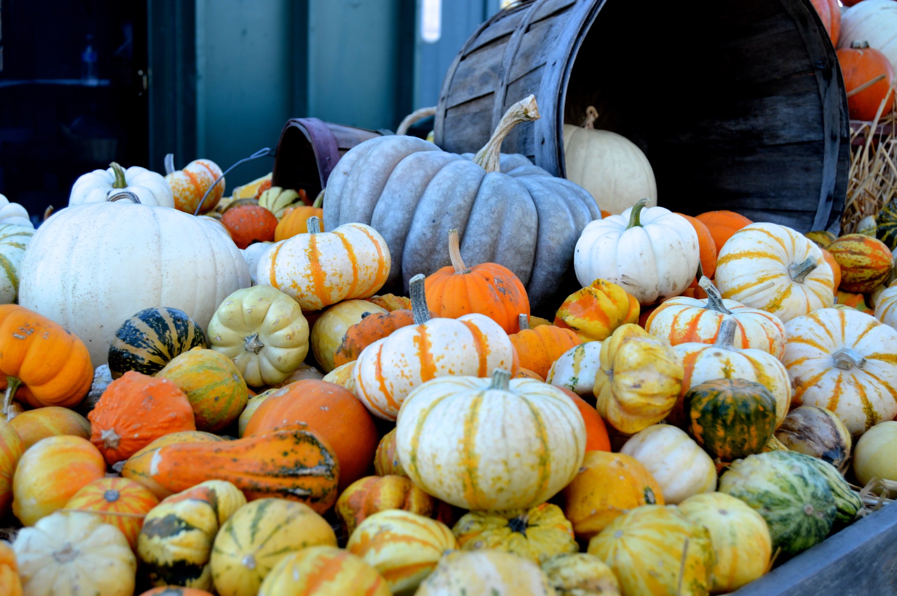 Picking Pumpkins! - ali-ish