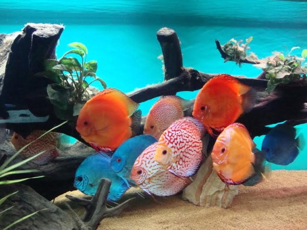 Unique Aqua Life Fish And Aquarium Show In Belagavi - All About Belgaum
