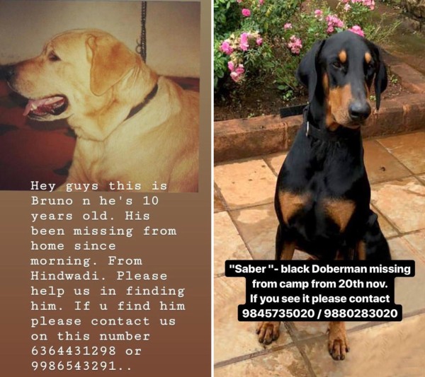 Missing Dogs Reports On The Rise In Belagavi - All About Belgaum