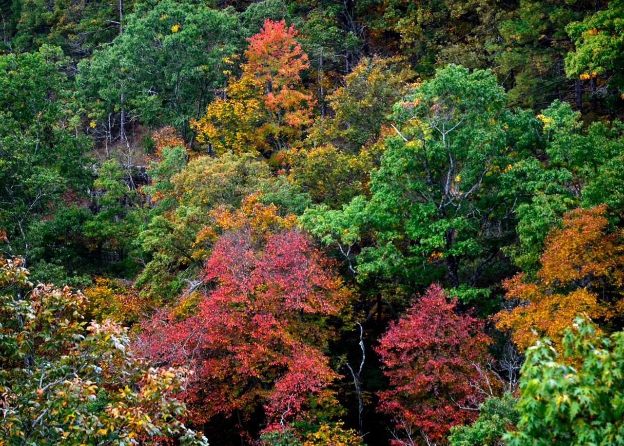 Photos by Neil Ellis: The Rough Beauty Of The Ozarks National Forest ...