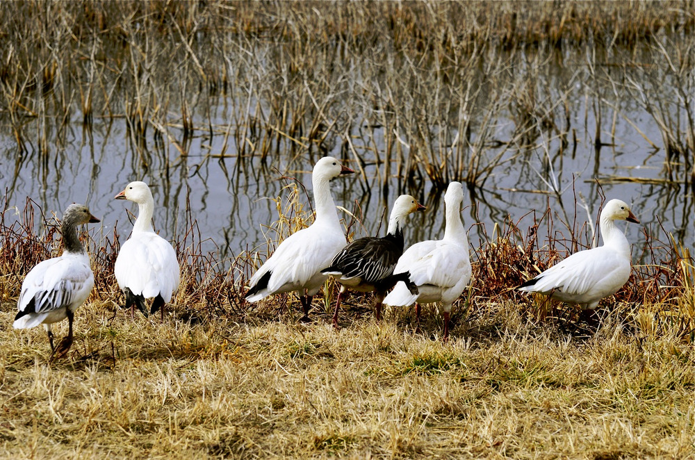 Neil Ellis Photos: Snow Geese Flock At Squaw Creek National Wildlife ...
