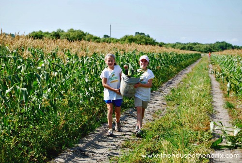 Corn Gleaning Party: The House of Hendrix {Random Acts of Kindness ...
