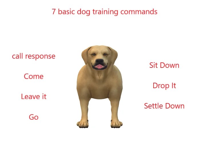 What Are The 7 Basic Commands For Dogs