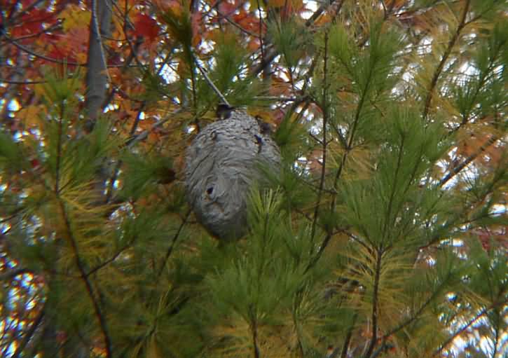 allstateanimalcontrol1 | Allstate Animal Control