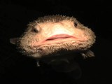 The True Story Behind The Blobfish The Most Misunderstood Creature Of