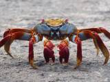 Carcinization Why Animals Keep Evolving Into Crabs