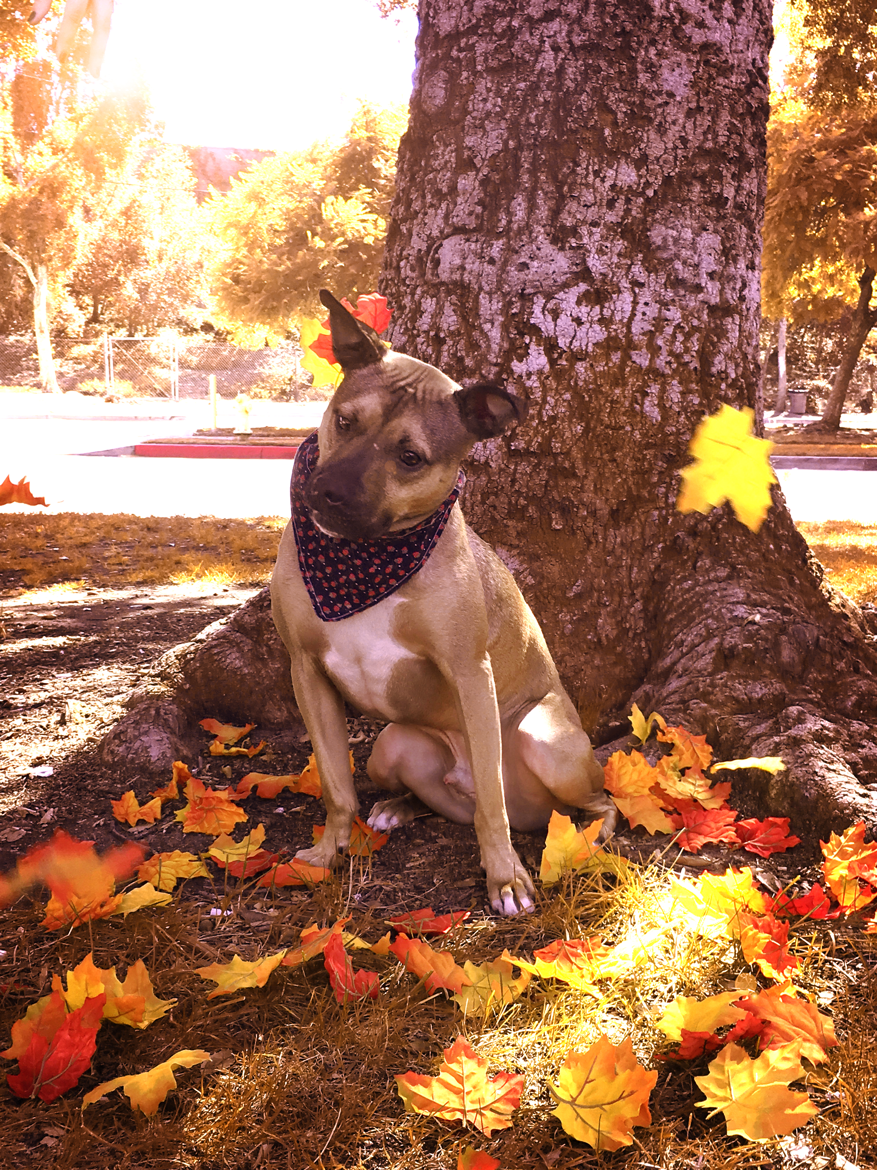 How to Have a Fall Photoshoot for Your Pup in SoCal – All Things Carefree