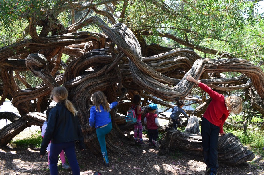 Forest School, Outdoor Preschool in San Francisco and Berkeley, CA