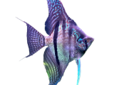 Live Tropical Fish Amazonia Tropical Fish Llc