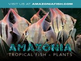 Amazonia Tropical Fish Plants Amazonia Tropical Fish Llc