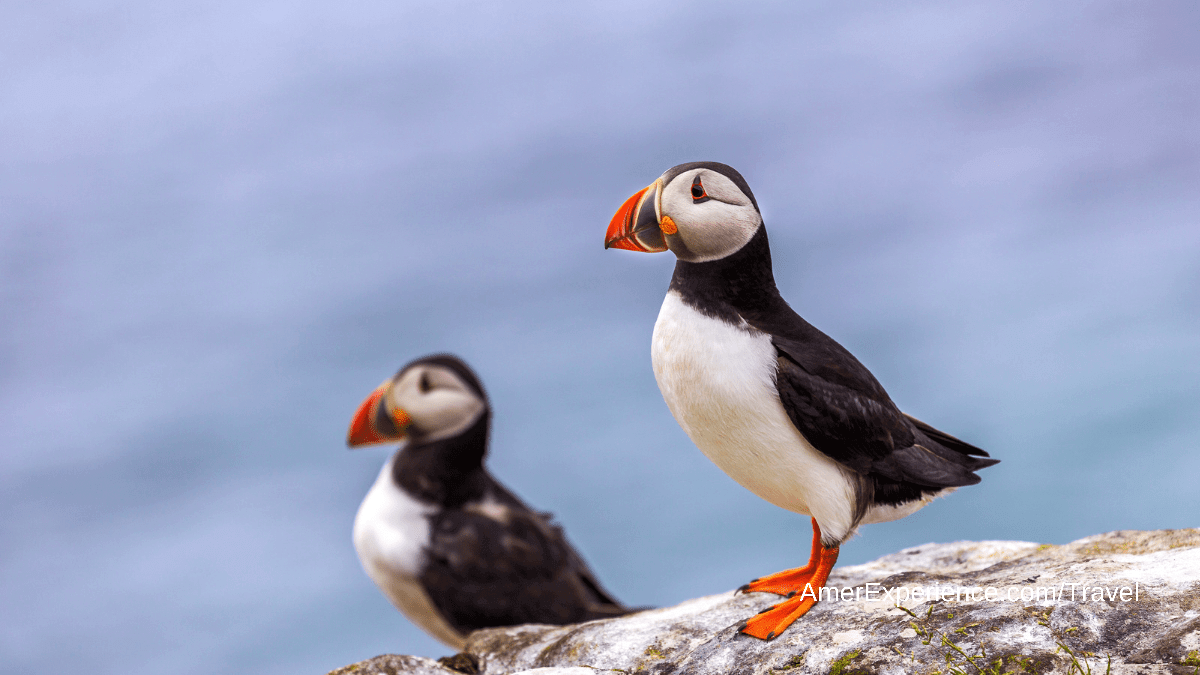 Sealife and surfing in Scotland: the wide-open spaces of Tiree