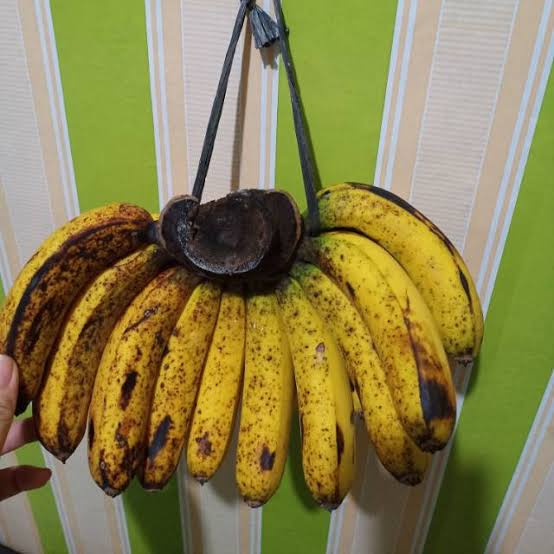 25 Different Types of Bananas And Their Characteristics (2026)