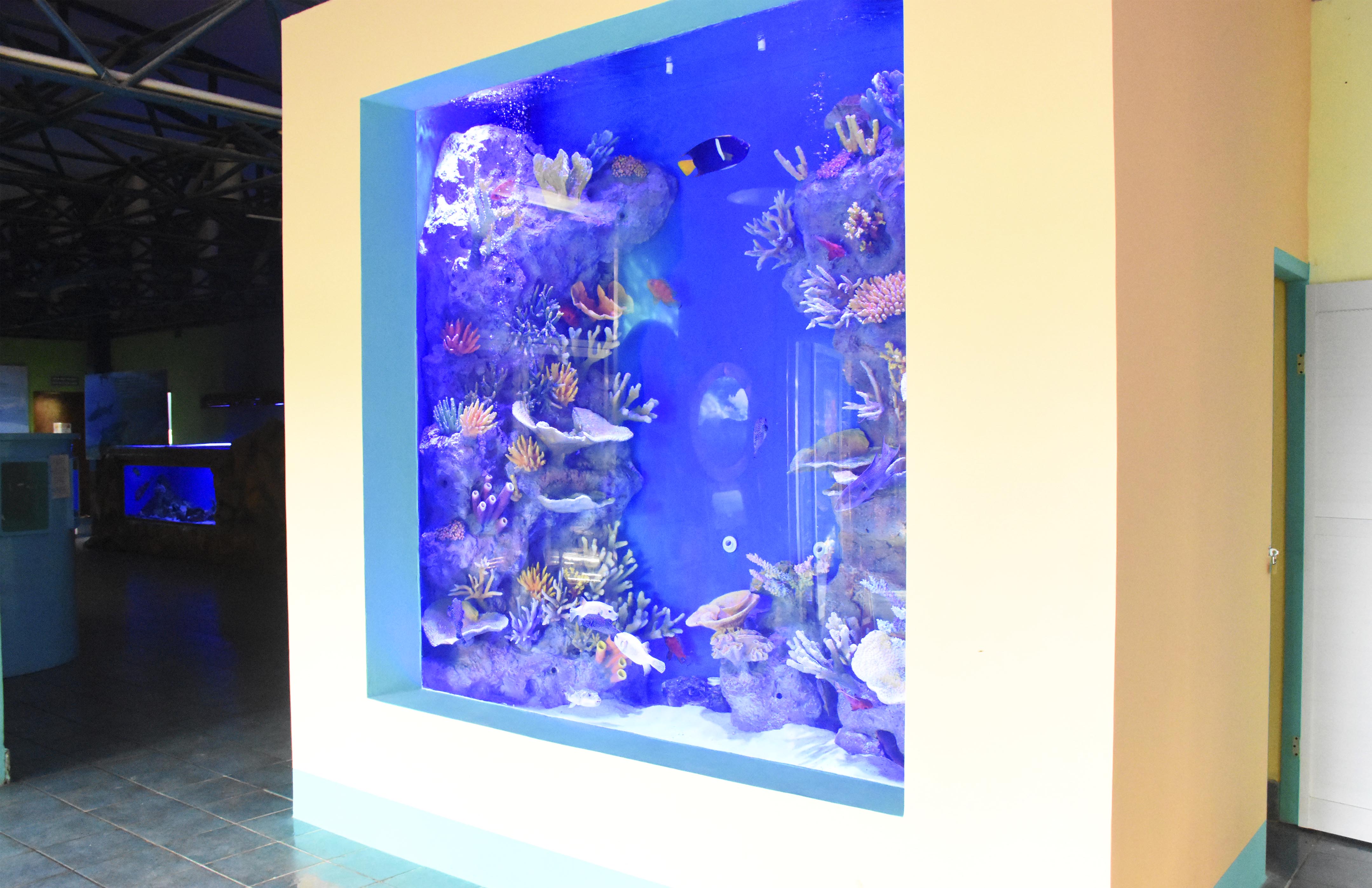 pecera rectangular » AMPrensa.com