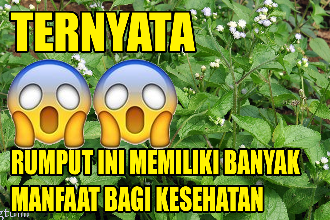 Manfaat Rumput wedusan atau bandotan bagi kesehatan - anasmakruf.com