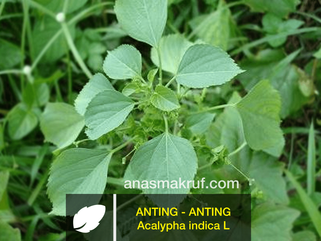 Manfaat tanaman anting - anting bagi kesehatan - anasmakruf.com