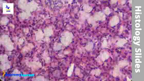 histology-slides-identification-from-different-organ-systems