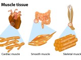Types Of Muscle Tissue In Human Body Explained Anatomy System Human