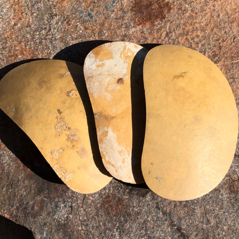 Gourd Potter's Rib (Gourd Scraper) - AncientPottery.how