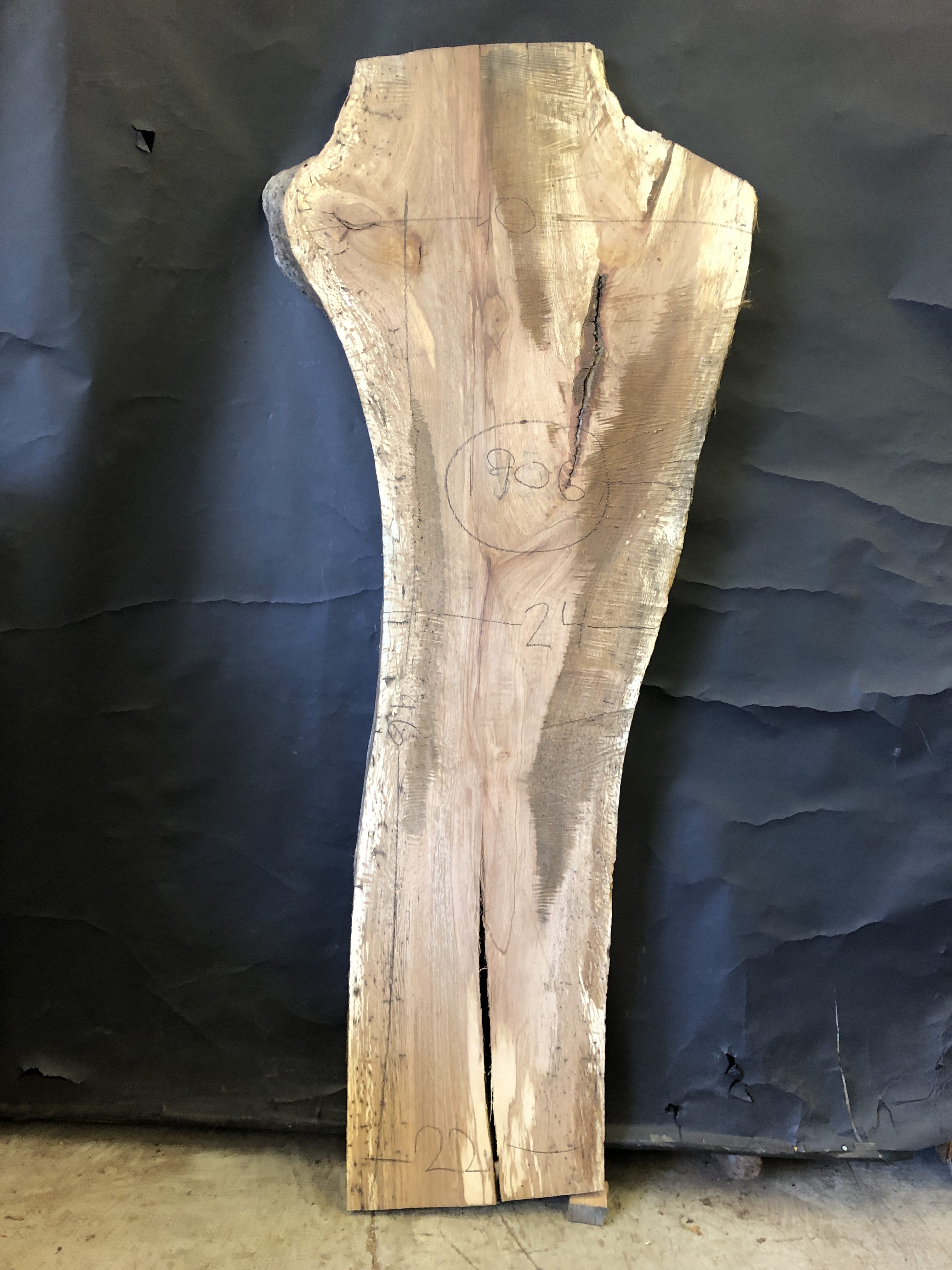 Tan Oak – Anderson's Alternatives