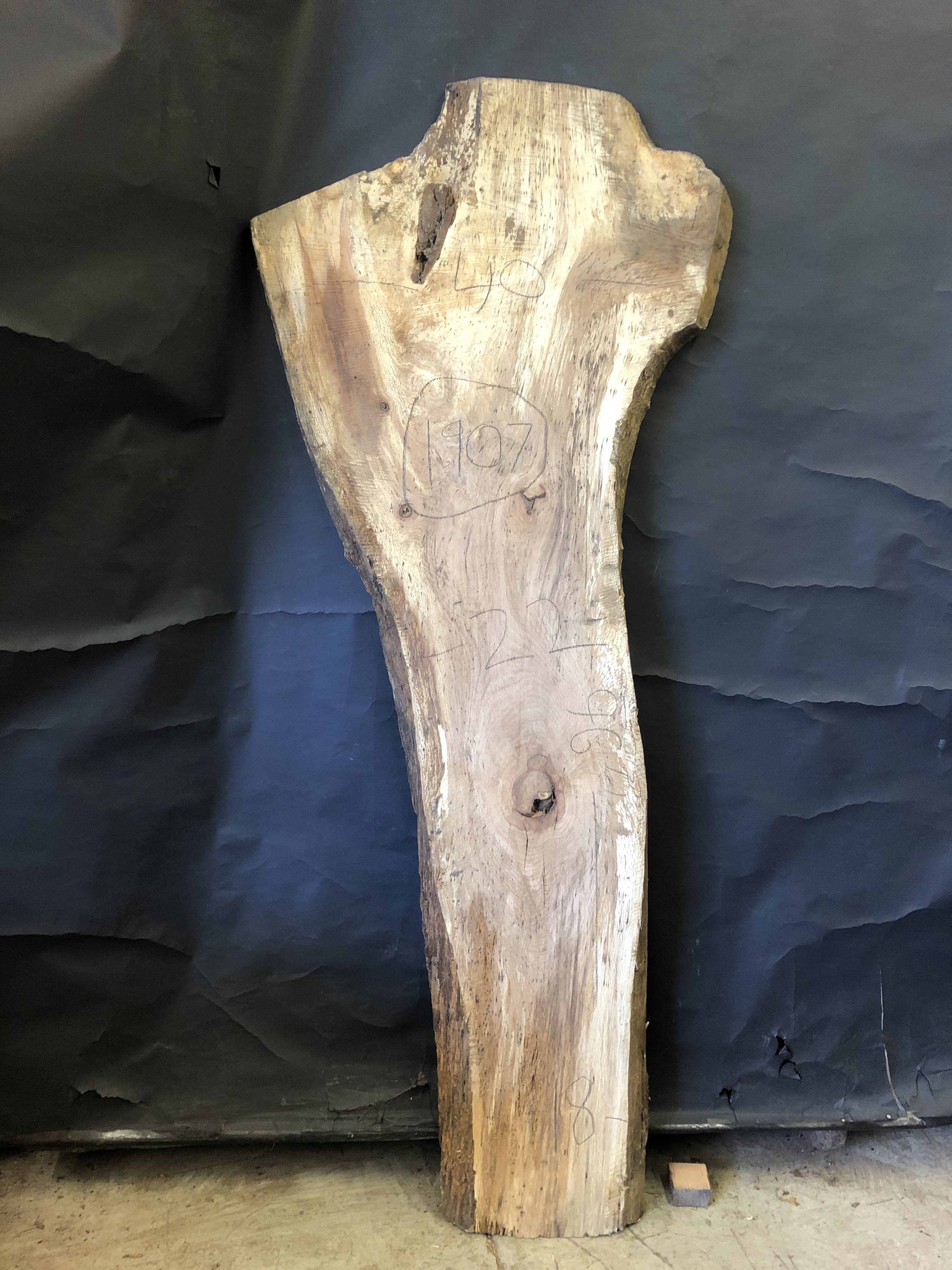 Tan Oak – Anderson's Alternatives