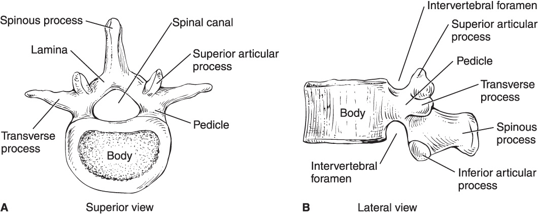 Spinal, Epidural, and Caudal Blocks | Anesthesia Key