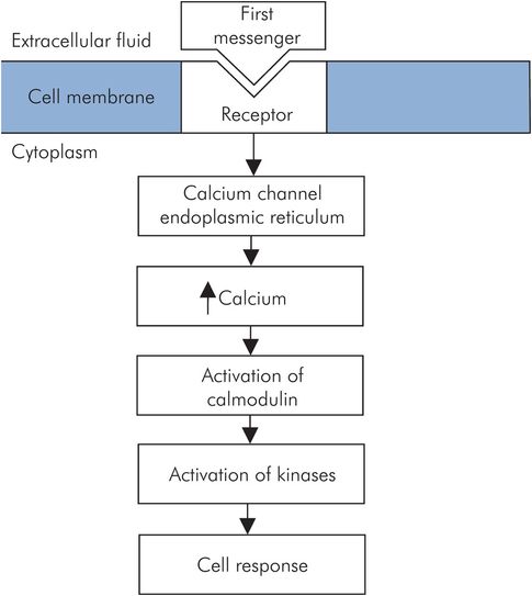 Cellular physiology | Anesthesia Key