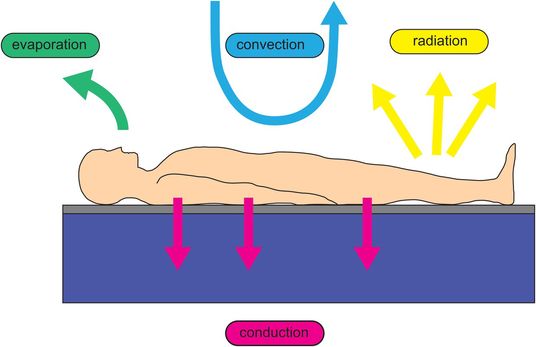 Metabolism and temperature regulation | Anesthesia Key