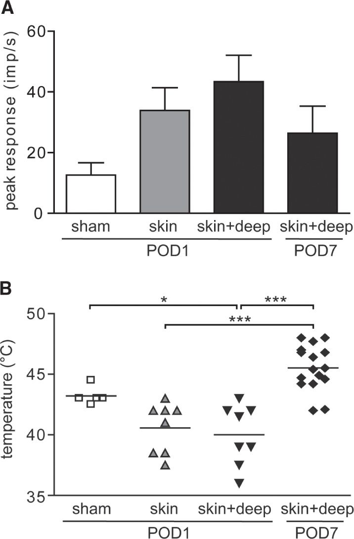 Effects of Damage to Skin on Nociceptive Pathways | Anesthesia Key