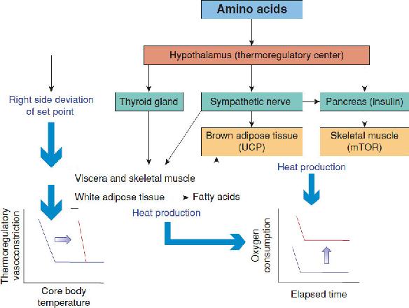 Temperature Monitoring | Anesthesia Key