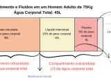 Compartimentos Dos Líquidos Corporais E água Corporal Total