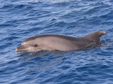 Common Bottlenose Dolphin Tursiops Truncatus Angari Foundation