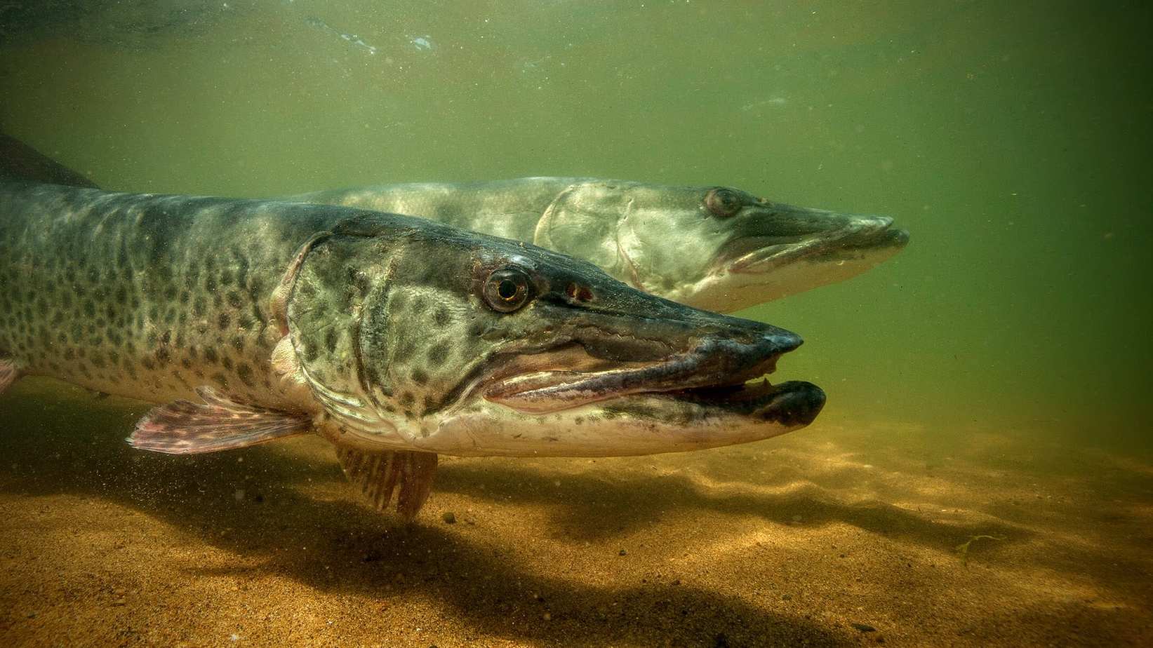 Musky Spawning & Stocking In Minnesota AnglingBuzz