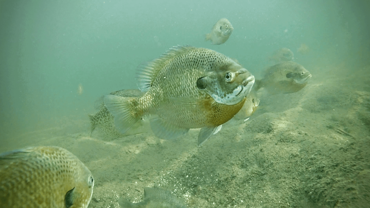 Where Spring Panfish Hangout | Top Locations | AnglingBuzz