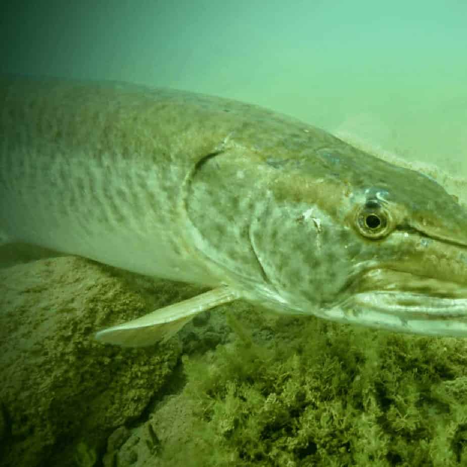 A+ Musky Fishing Lakes | Top Muskie Spots | AnglingBuzz