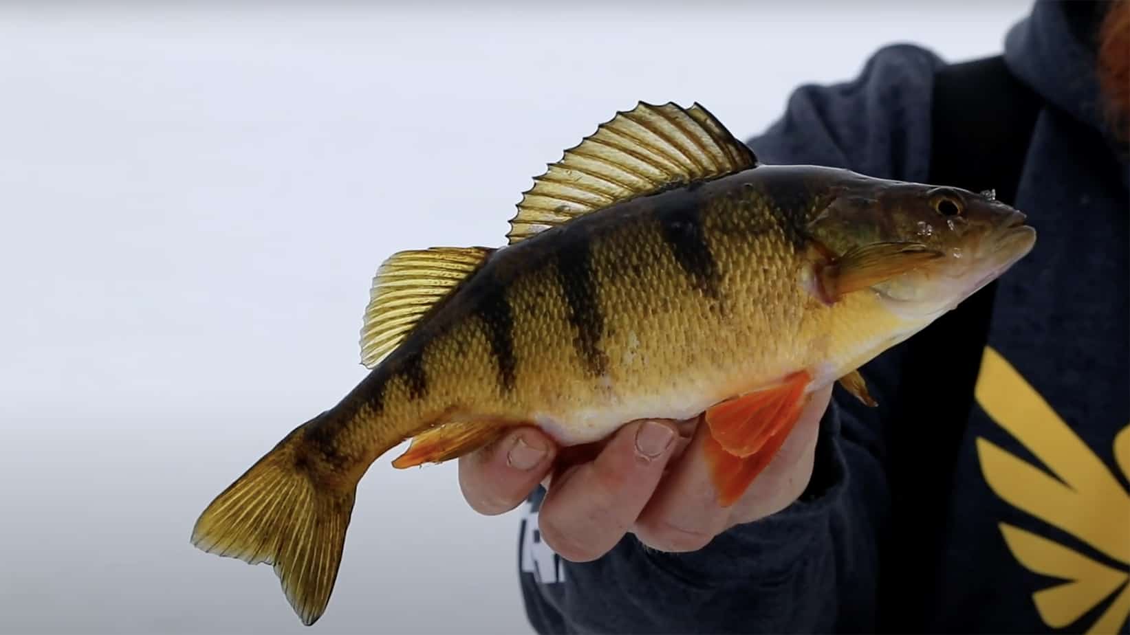 Lake Perch Fishing Tips