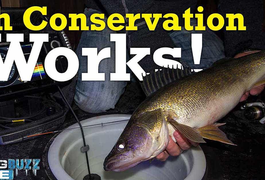 Fish Conservation In Manitoba | AnglingBuzz