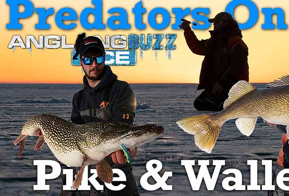 Predators On Ice: Pike And Walleye! | AnglingBuzz