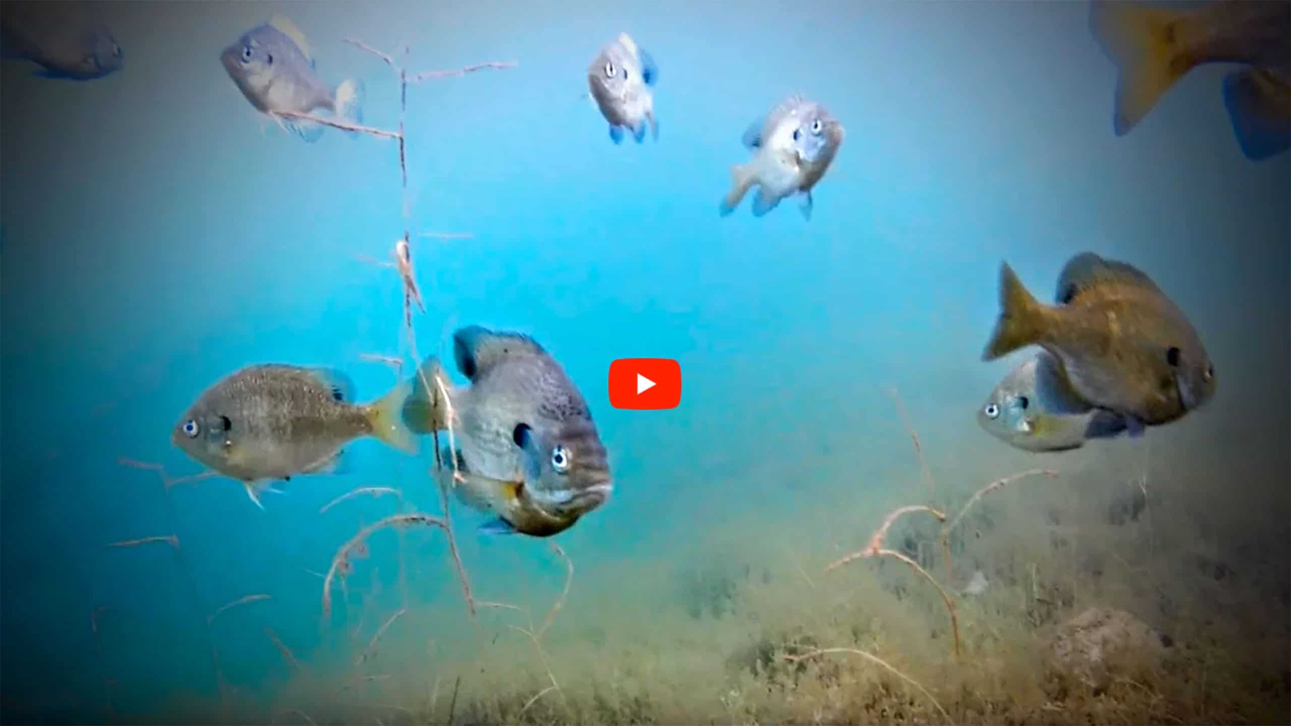 Deepwater Bluegills | Drop-Shot Rigging Deep Water | Angling Edge