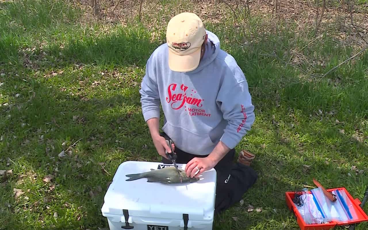 How to Fillet White Bass (Bonus Recipe) | Angling Edge