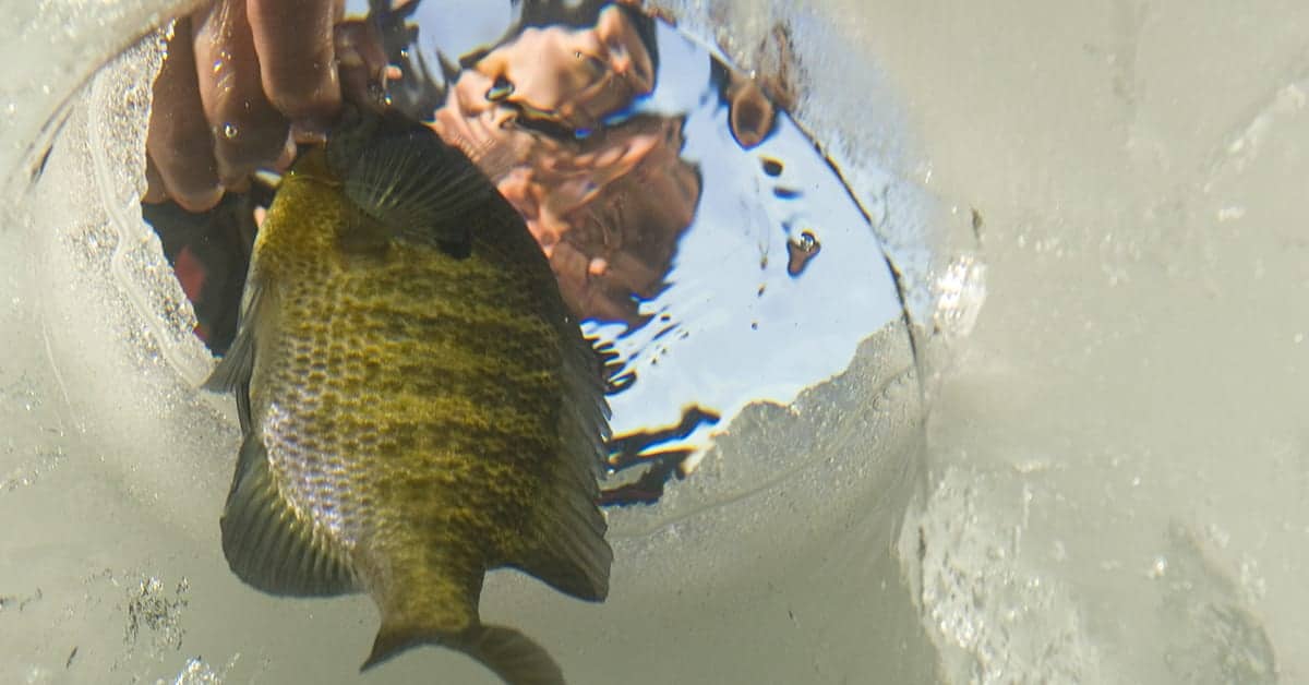 The Late Ice Bite | Angling Edge