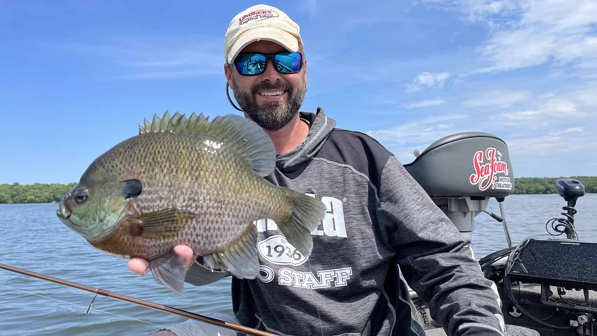 Giant Bluegill