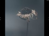 Angular 2 Lightbox Gallery Component Ngbox Angular Script