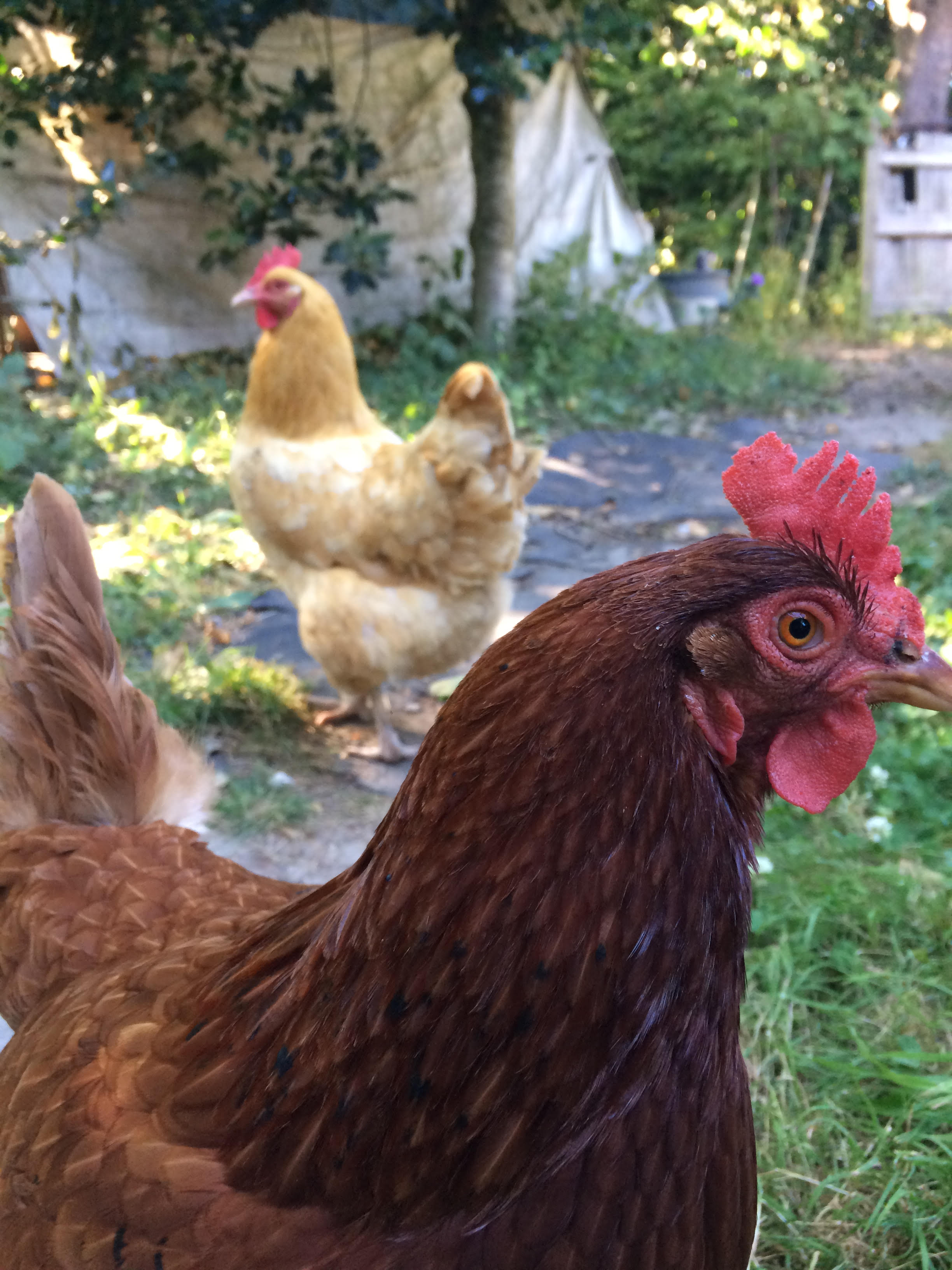 Behind the Breed: Rhode Island Reds. | Animals of the Pacific Northwest