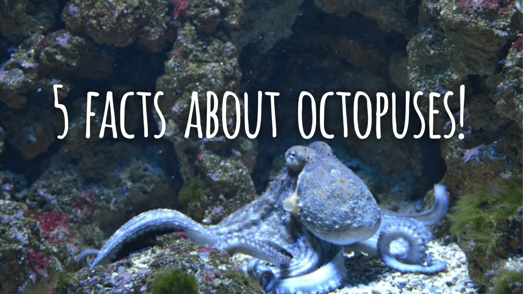5 Fun Facts About Octopuses! | Animals of the Pacific Northwest