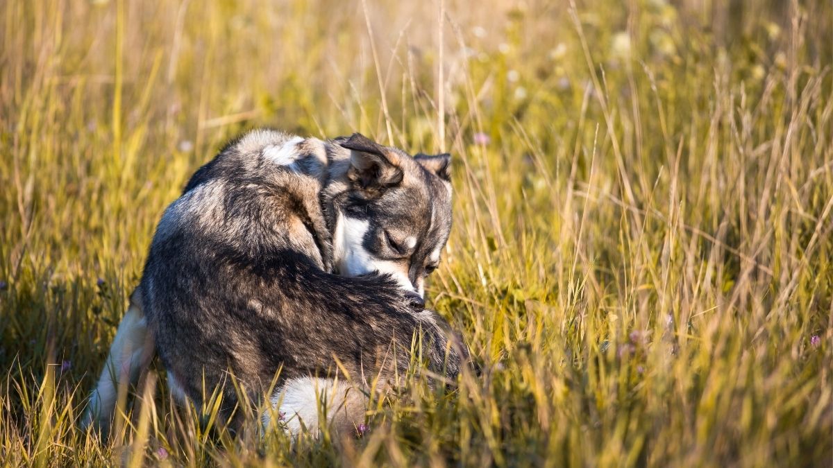 Flea And Tick Prevention And Treatment For Cats and Dogs | Animals of ...