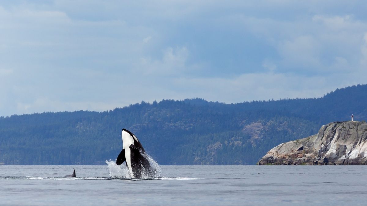 The Different Types of Orcas | Animals of the Pacific Northwest